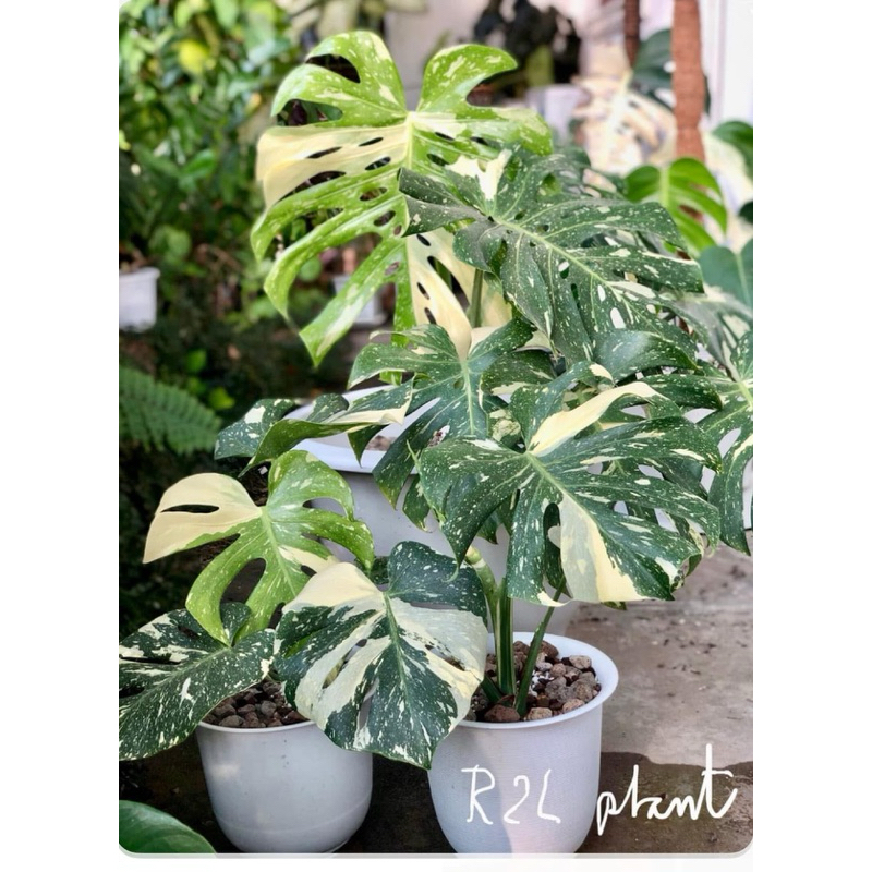 Cây Monstera Thaicons Vip Cây Con | Shopee Việt Nam