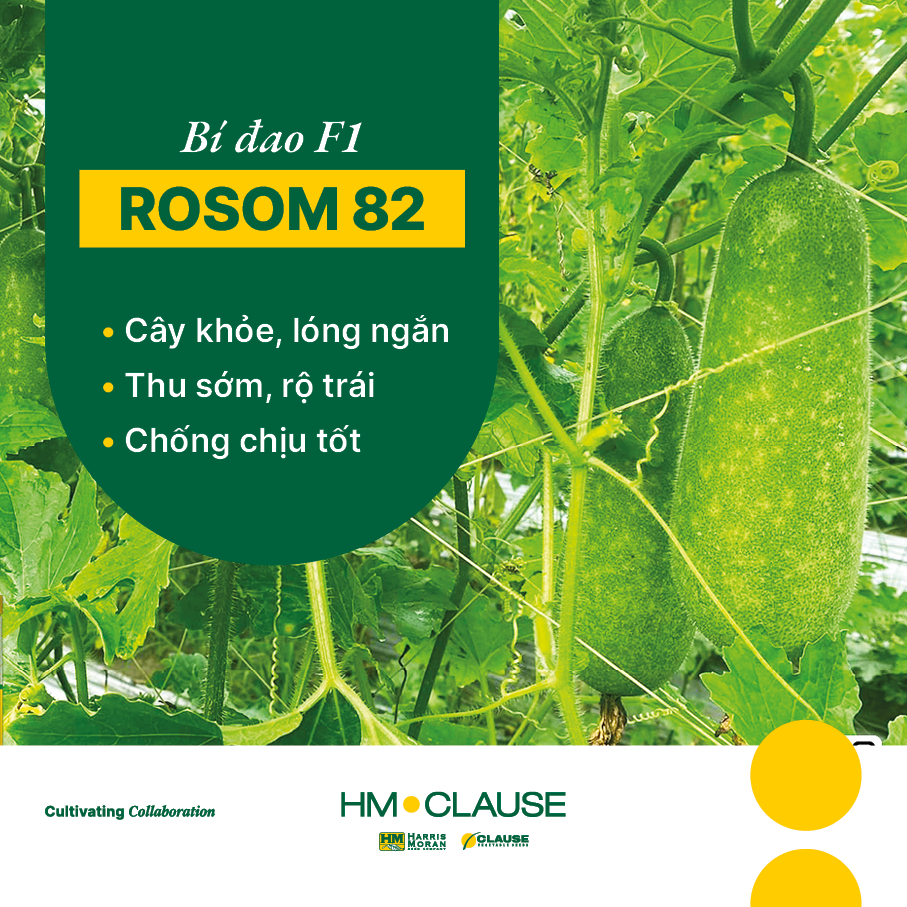 [2g] Hạt giống Bí đao F1 ROSOM 82 năng suất cao thu sớm rộ trái ...