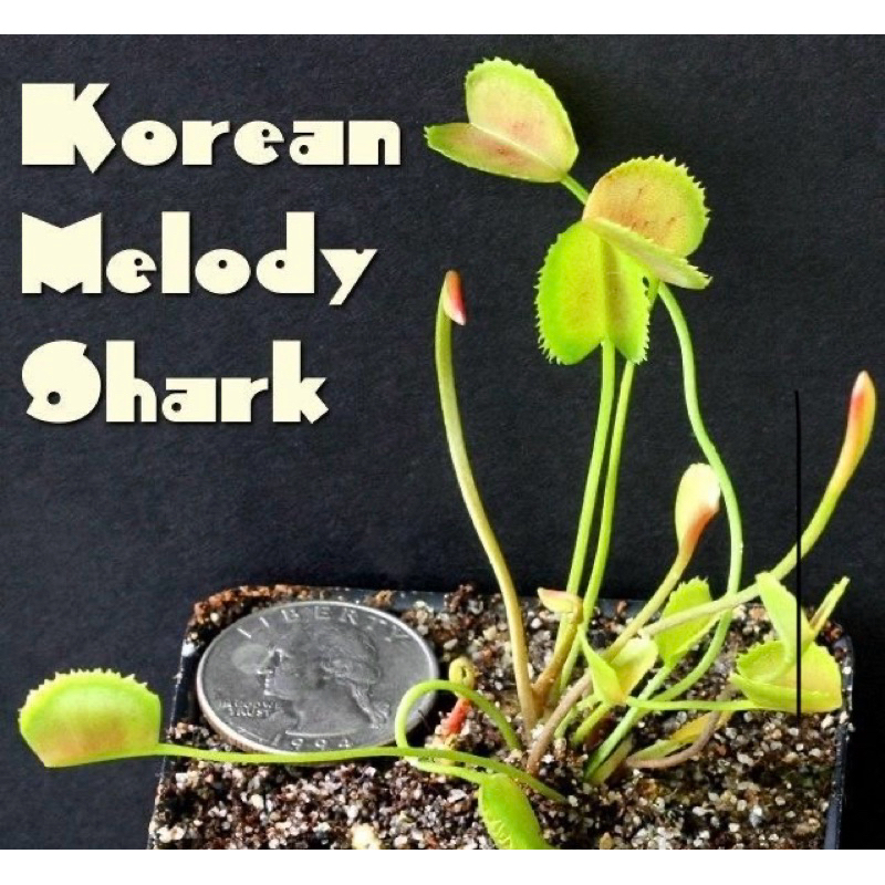 cây bẫy kẹp korean melody shark , dionaea korean melody shark | Shopee ...