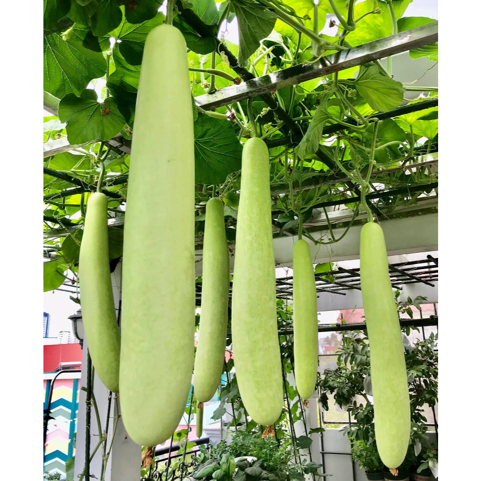 Gói 5 hạt Giống bầu Longpu - hạt giống F1 Đài Loan | Shopee Việt Nam