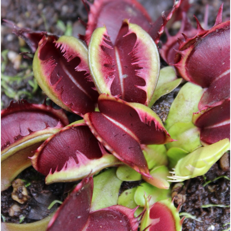bẫy kẹp fuzzy tooth , dionaea fuzzy tooth | Shopee Việt Nam