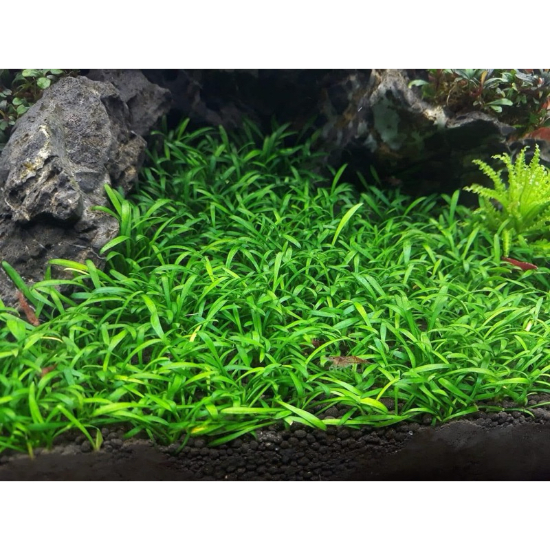 Tiêu Thảo Prava mini (20-50 ngọn) (Cryptocoryne parva mini) | Shopee ...