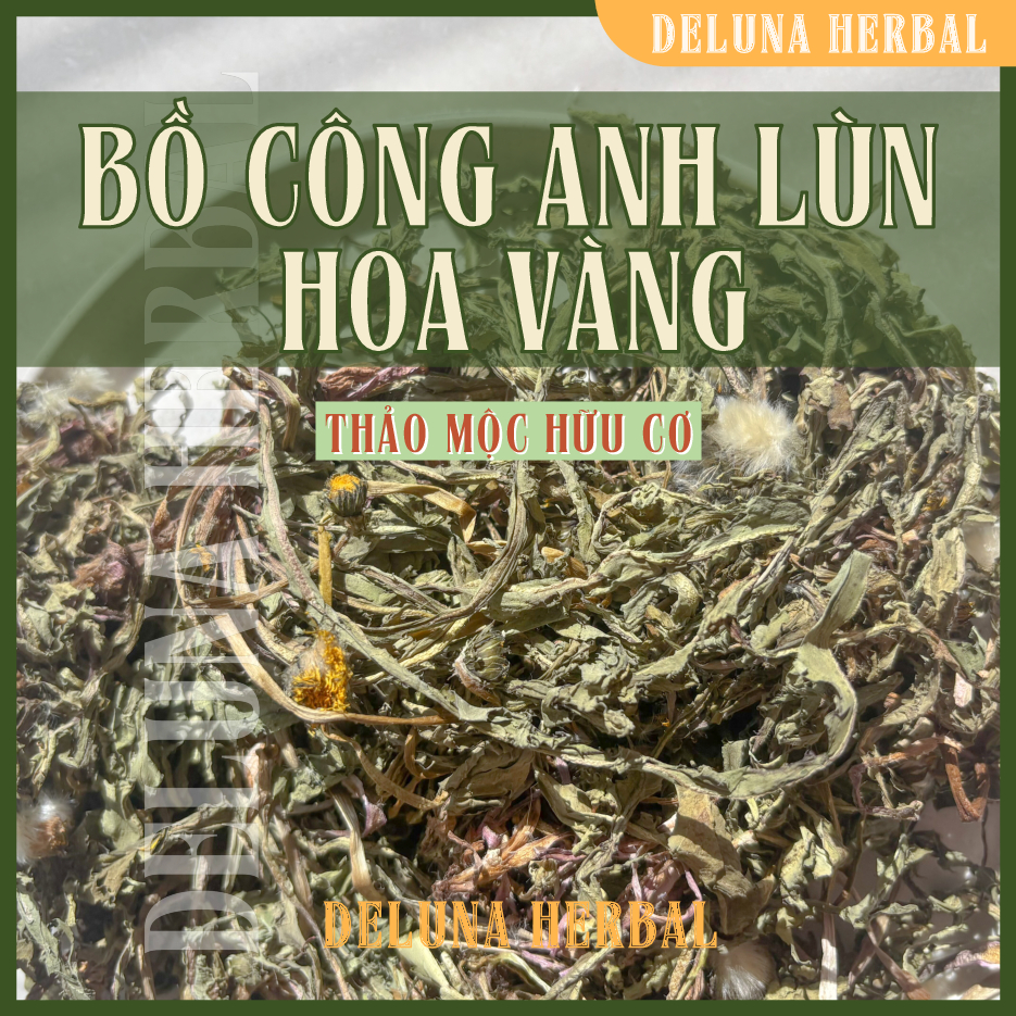 Bồ công anh lùn hoa vàng nguyên cây và hoa Dandelion | Loại hữu cơ ...