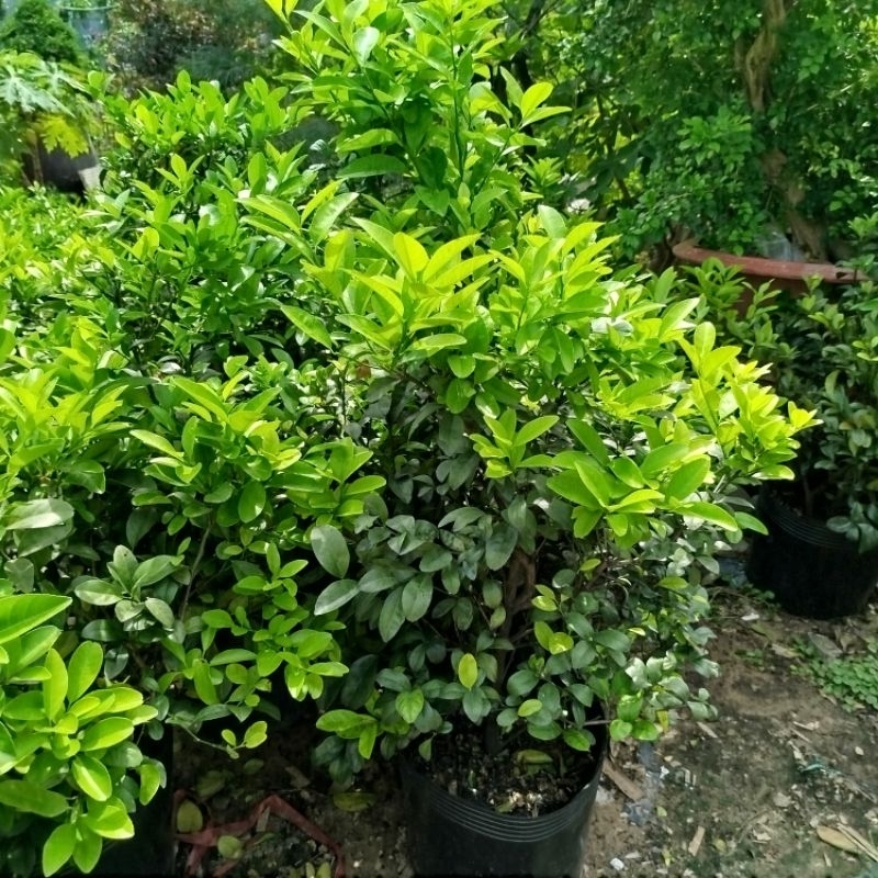Cây Chanh Ta Lớn ( Cây Chanh Bắc)hàng đẹp | Shopee Việt Nam