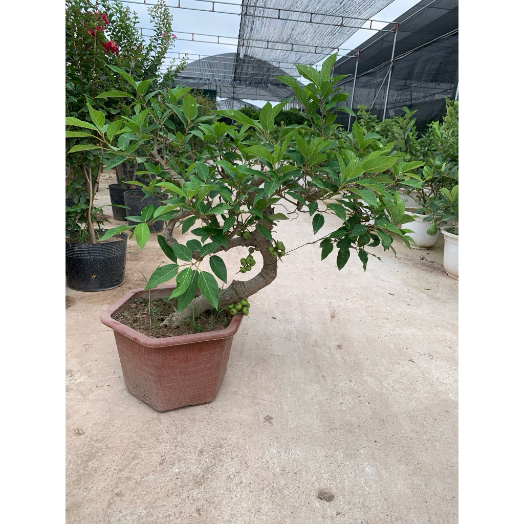 Cây sung thế gốc già lâu năm (Chỉ ship hỏa tốc) | Shopee Việt Nam