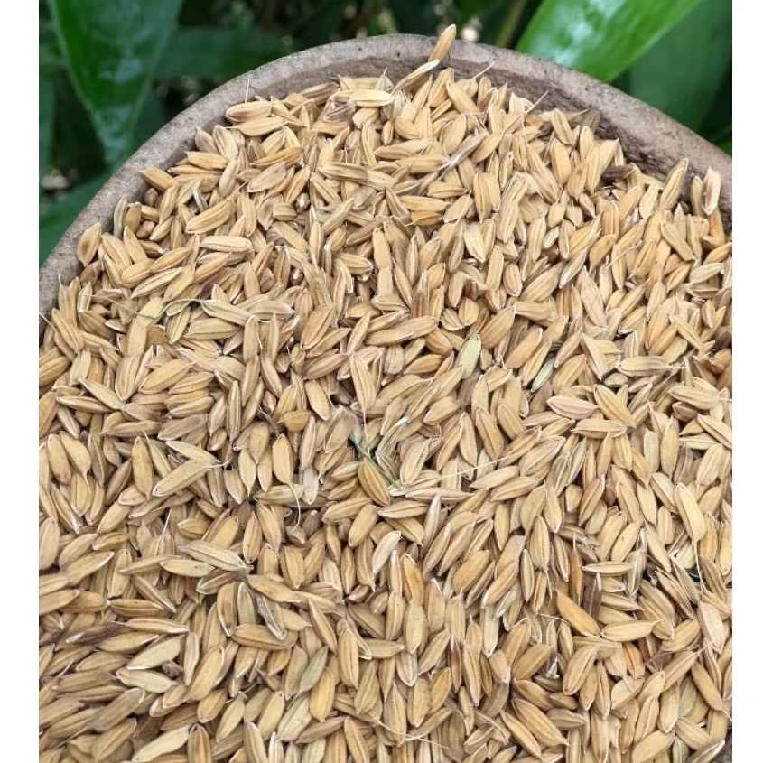 Giống lúa nếp thơm dễ trồng, năng suất 1kg | Shopee Việt Nam