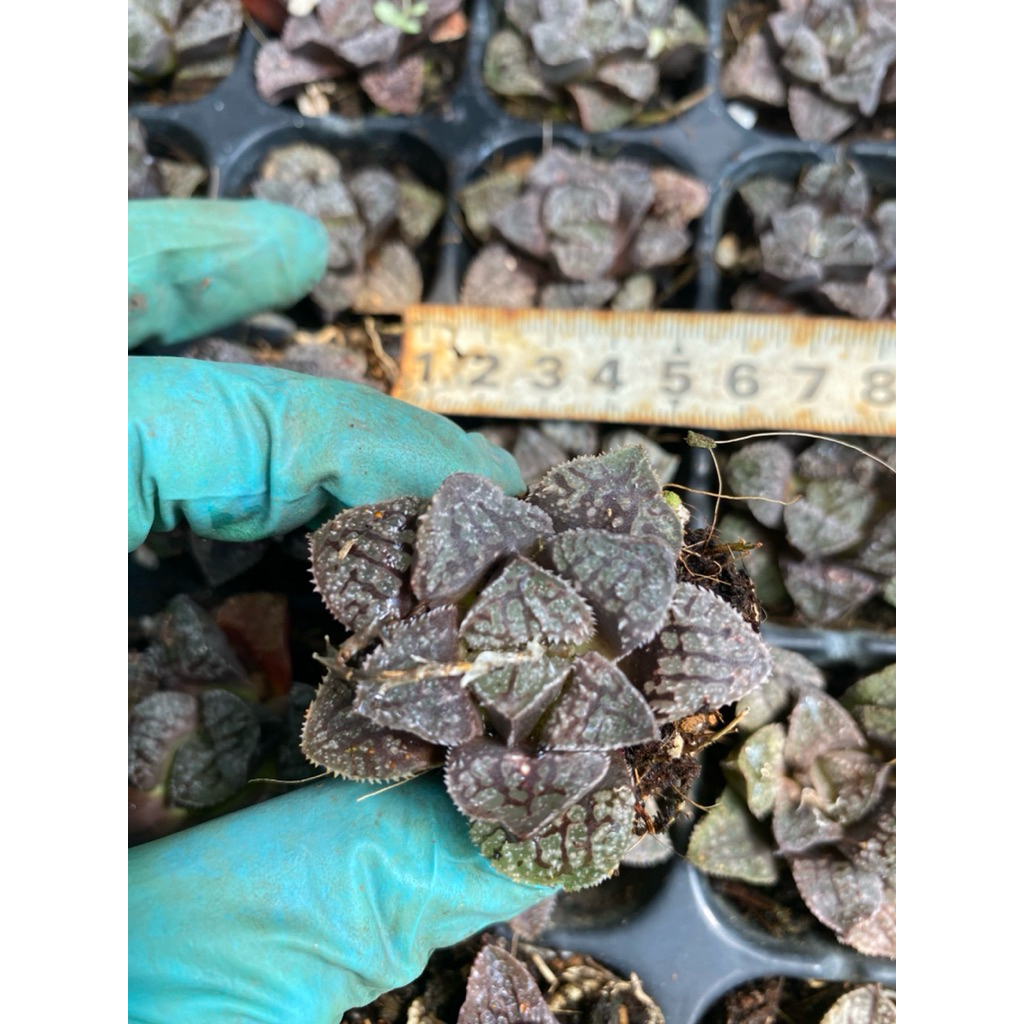Cây sen đá hawothia guốc nâu sần mới hawothia xplant_🌱hàng sẵn | Shopee ...