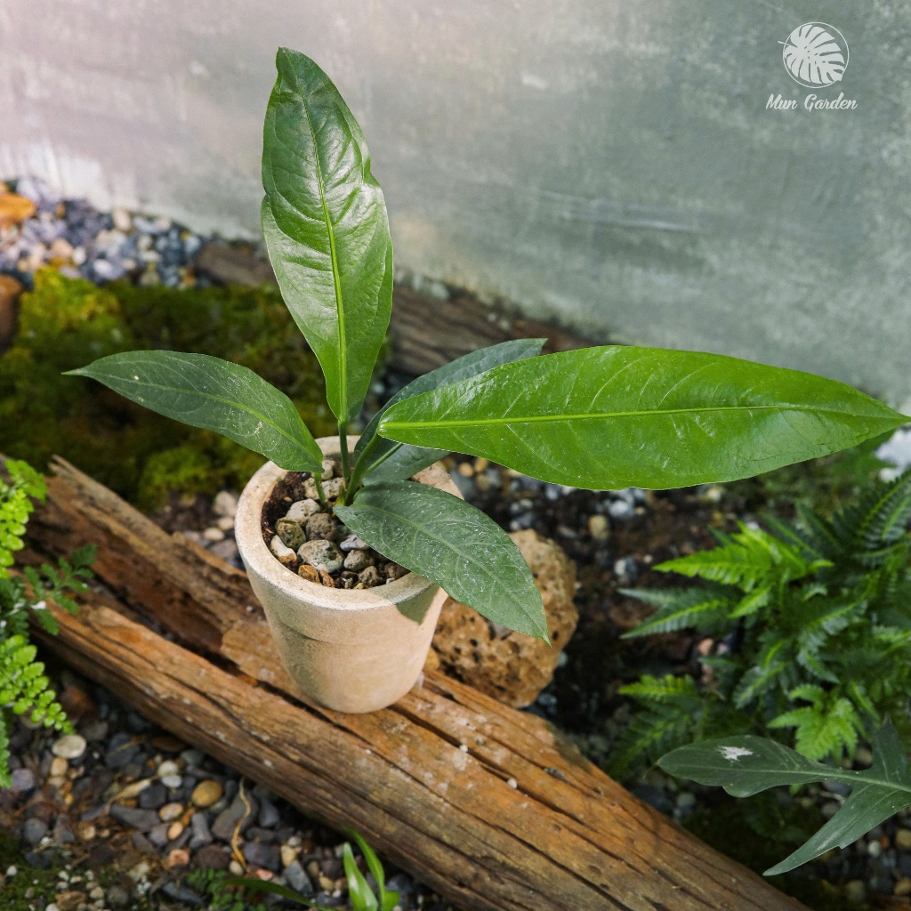 Cây Anthurium Big Bill | Hỏa Tốc | Shopee Việt Nam