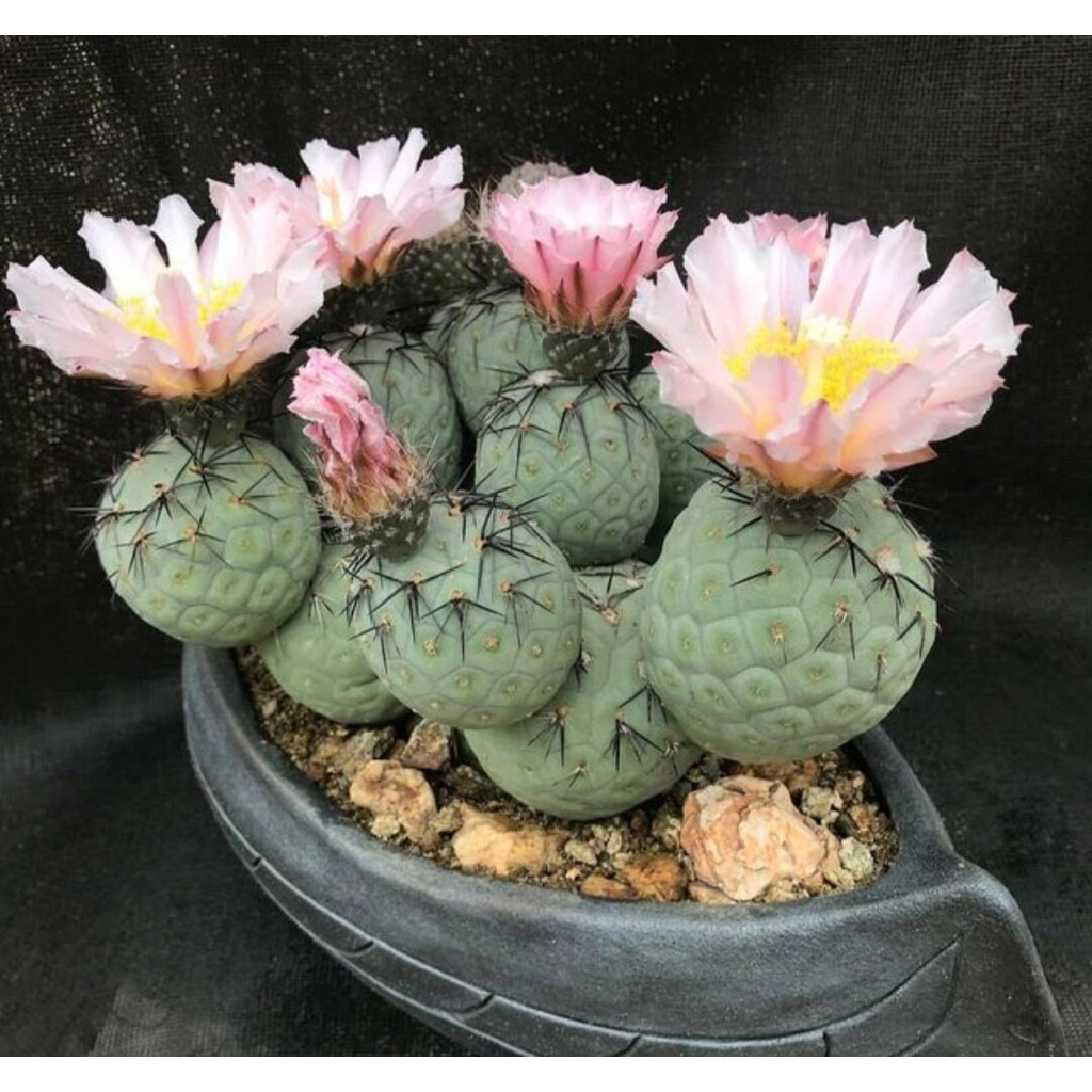 🌱 Xương Rồng Trứng Rồng Tephro 🌱 Xương Rồng Trứng Khủng Long Thái Lan ...