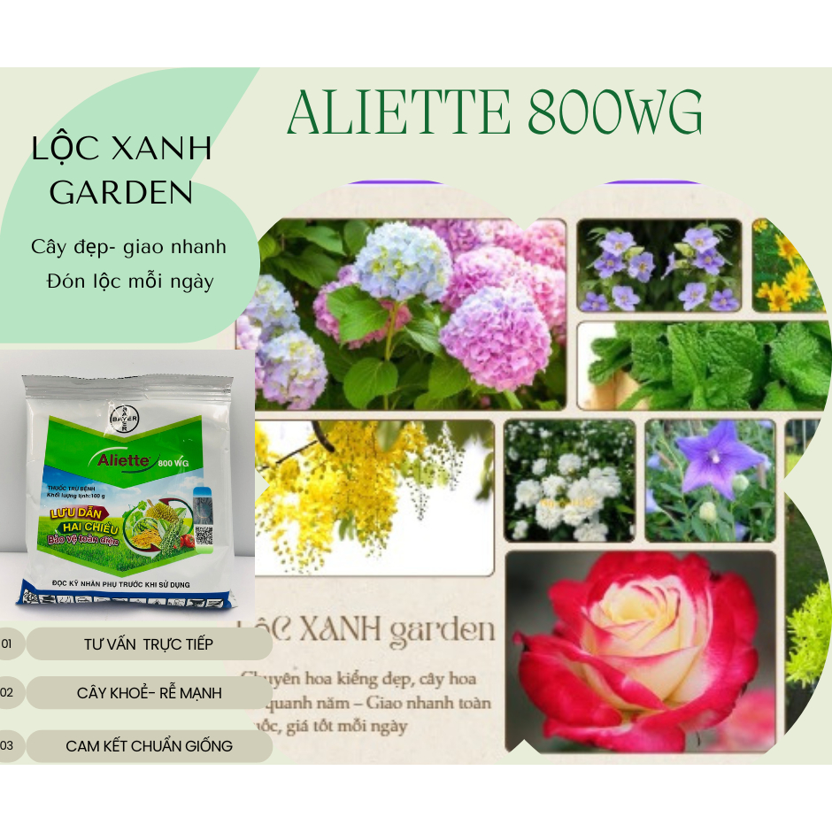 Aliette 80WG 100g – Trừ Nấm Chuyên Dụng | Đặc Trị Vàng Lá, Xì Mủ, Thối ...