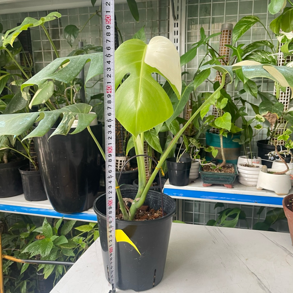 Monstera var albo(sẵn hỏa tốc) | Shopee Việt Nam