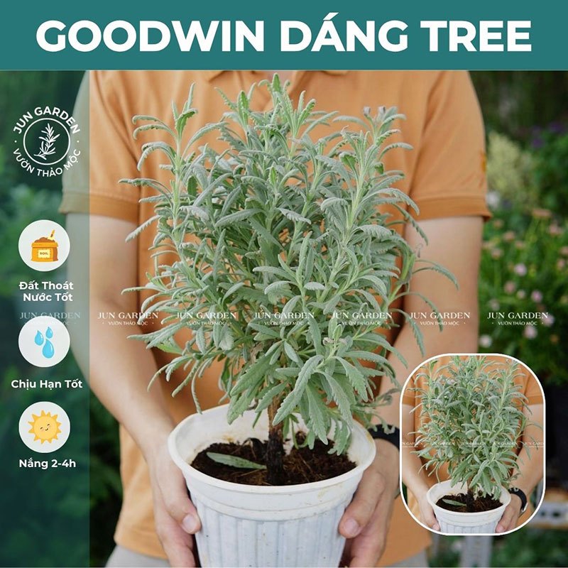 Cây Lavender Goodwin JUN GARDEN dáng tree bonsai | Shopee Việt Nam