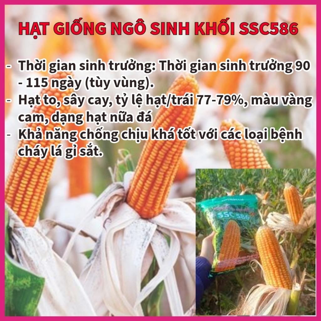 HẠT GIỐNG NGÔ SINH KHỐI SSC586 300G túi zip - NĂNG XUẤT CAO | Shopee ...