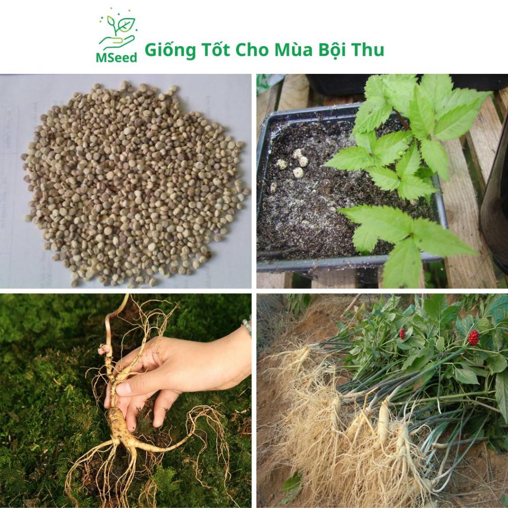 Hạt Giống Nhân Sâm Hàn Quốc, Chịu Nhiêt Tốt Trồng Được Năm, Năng Suất Cao - Mseed | Shopee Việt Nam