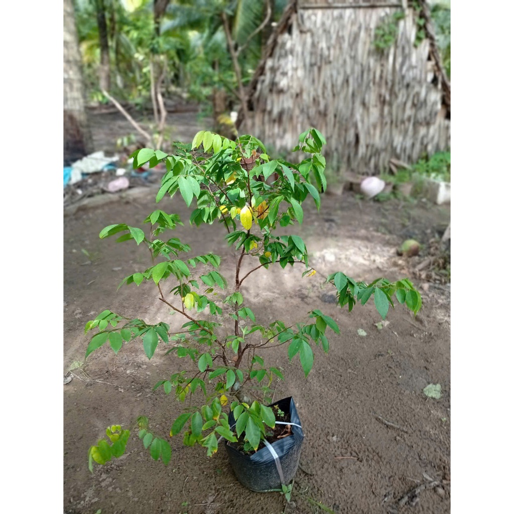 [Chậu lớn] Cây khế ngọt -cây rất khỏe,cao 70_80 cm, dễ chăm sóc, nhanh ...