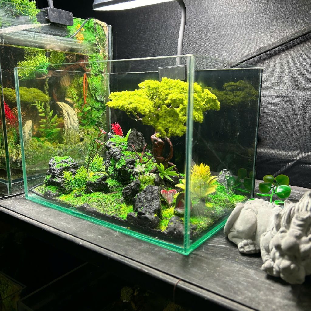 Bể cá mini kích thước 30x20x20 kèm layout siêu đẹp | Shopee Việt Nam