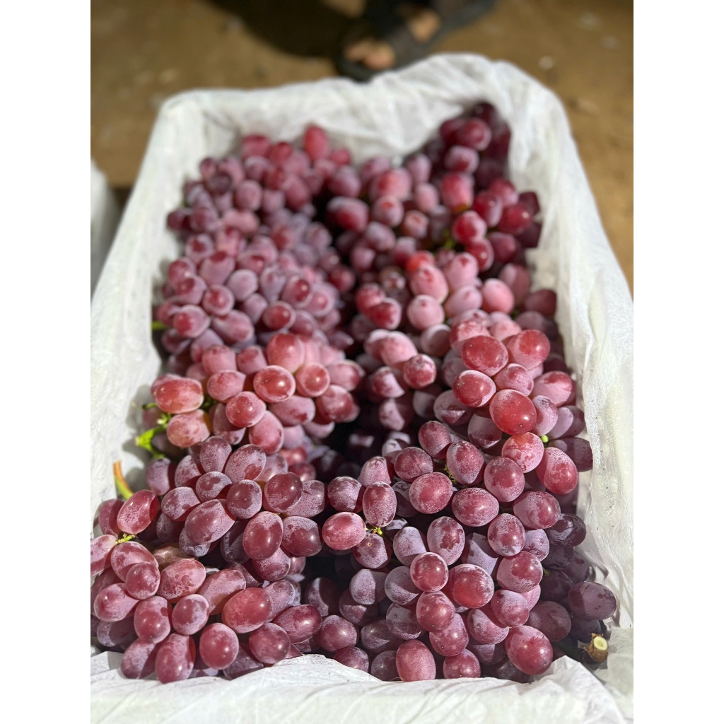[Ship Hỏa Tốc HCM 1-2 giờ ] 1Kg nho Ruby tươi ngọt. cuống có se ...