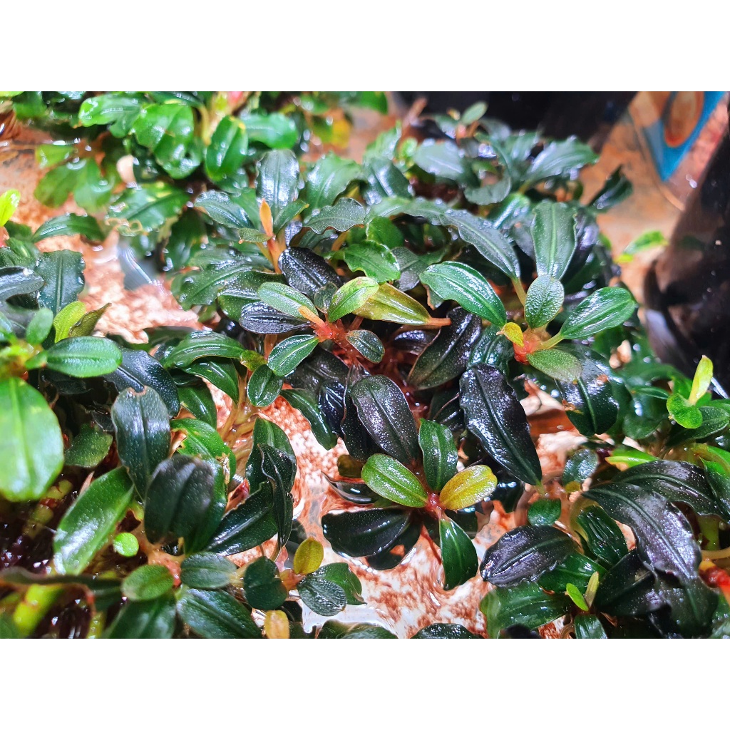 Combo bucep Mini Phantom lá cạn | Shopee Việt Nam