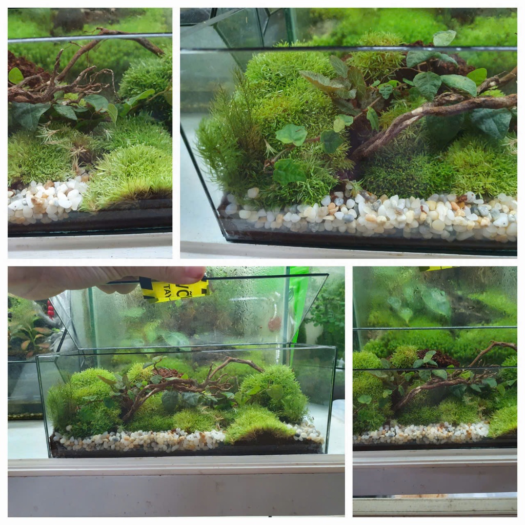 Terrarium mini setup sẵn phù hợp để bàn, làm quà tặng kích thước 20x8x8 ...