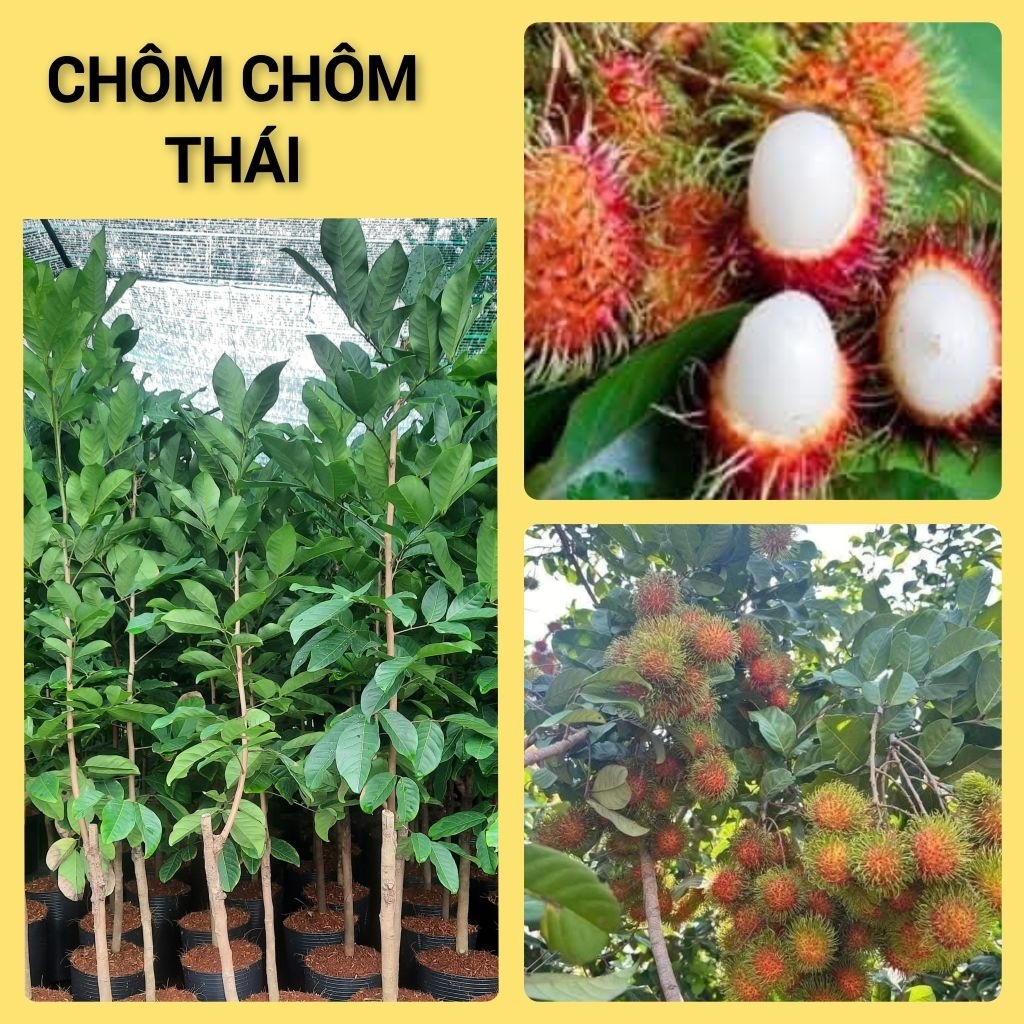 Cây giống chôm chôm Thái (cây ghép) | Shopee Việt Nam