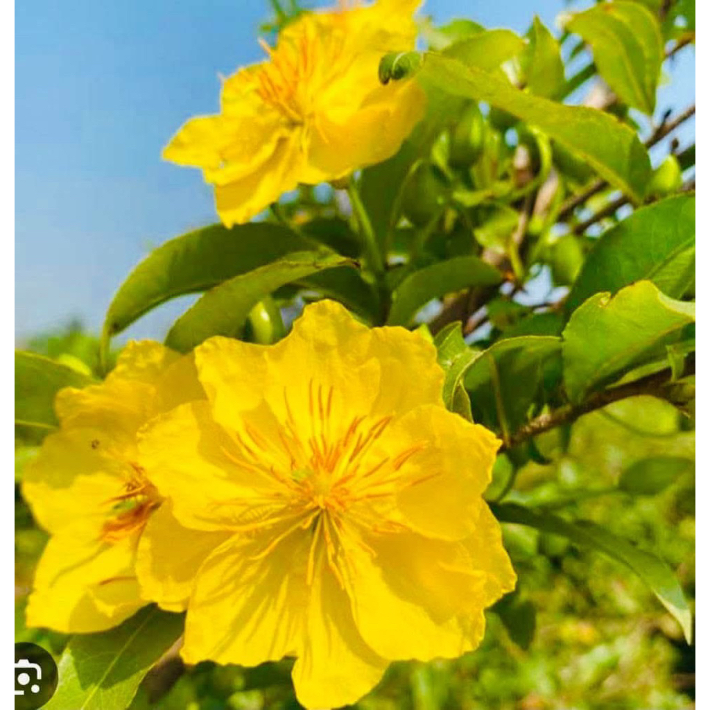 Mai giảo thủ đức (giống mai nổi tiếng từ xưa) | Shopee Việt Nam