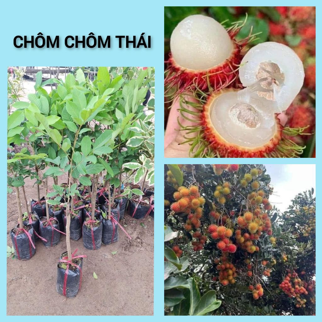 Cây giống chôm chôm Thái (cây ghép) | Shopee Việt Nam