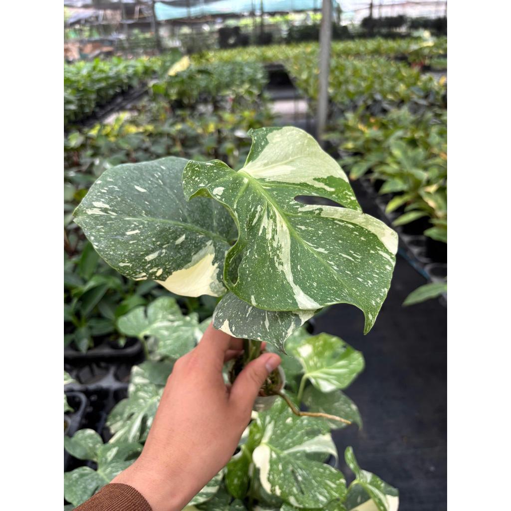 Monstera Thaicons Premium Varr đẹp. Cây cao 20-25cm - Kieng la dot biến ...