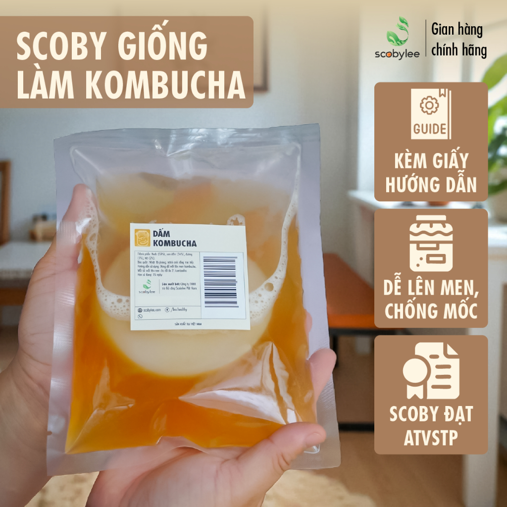Scoby Giống Làm Kombucha Tại Nhà, Giống Khỏe, An Toàn, Dễ Lên Men ...