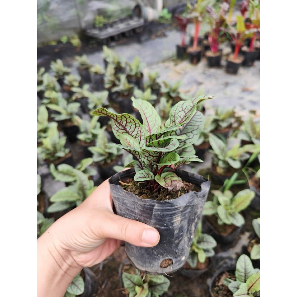 Hạt giống - Rau Chua (Lá Chua) Gân Đỏ hoặc gân xanh - Red Veined Sorrel ...
