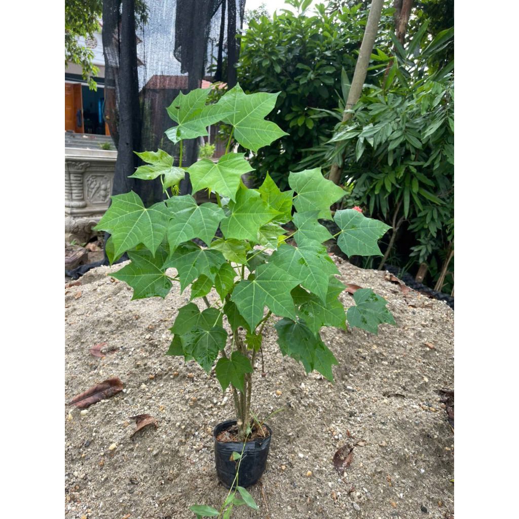 Bầu cây giống Bina-Chaya( RAU MÌ CHÍNH) | Shopee Việt Nam