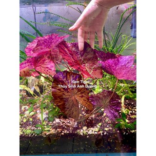 Sen Tiger-súng tiger ( Size To đẹp )- Cây Thủy Sinh | Shopee Việt Nam