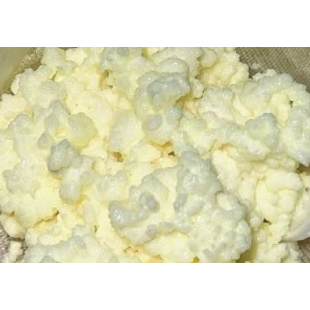 Nấm kefir làm sữa chua - Giá Tốt, Sale Tháng 06, Freeship 0Đ | Shopee ...