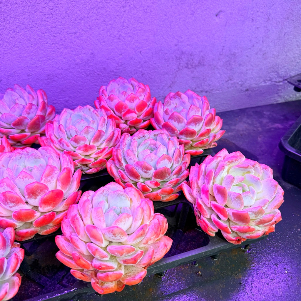 [mieugarden] Sen đá Monroe hồng (Echeveria Monroe) form tròn đều 1 đầu ...