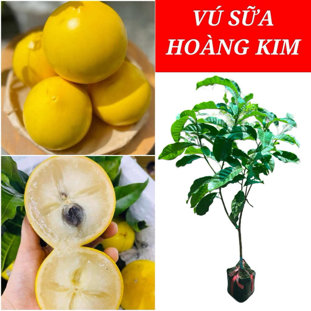 CÂY VÚ SỮA HOÀNG KIM CHUI CÀNH CHẬU ( cao 50-70cm ) | Shopee Việt Nam