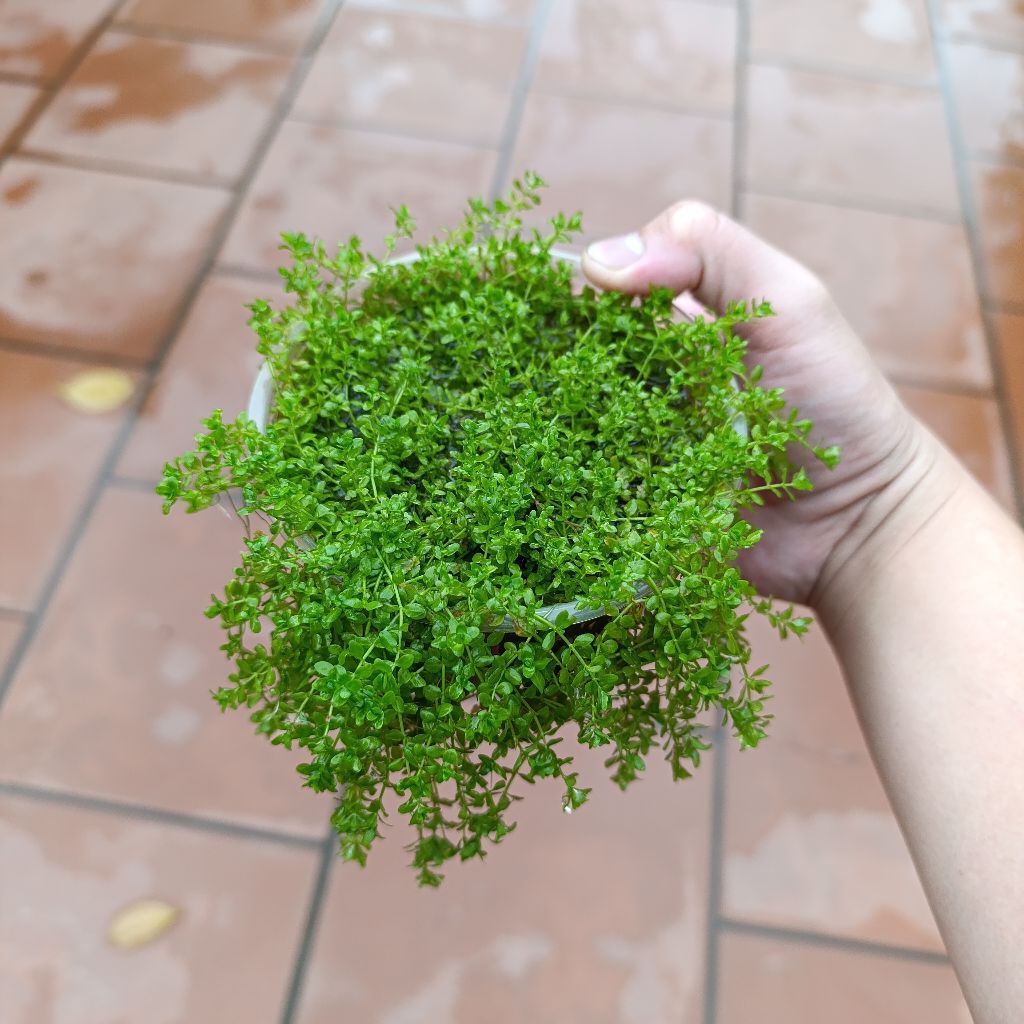 chậu 12cm cây thủy sinh trân châu cao 3 lá( chân trâu cao lá kim ), dễ ...