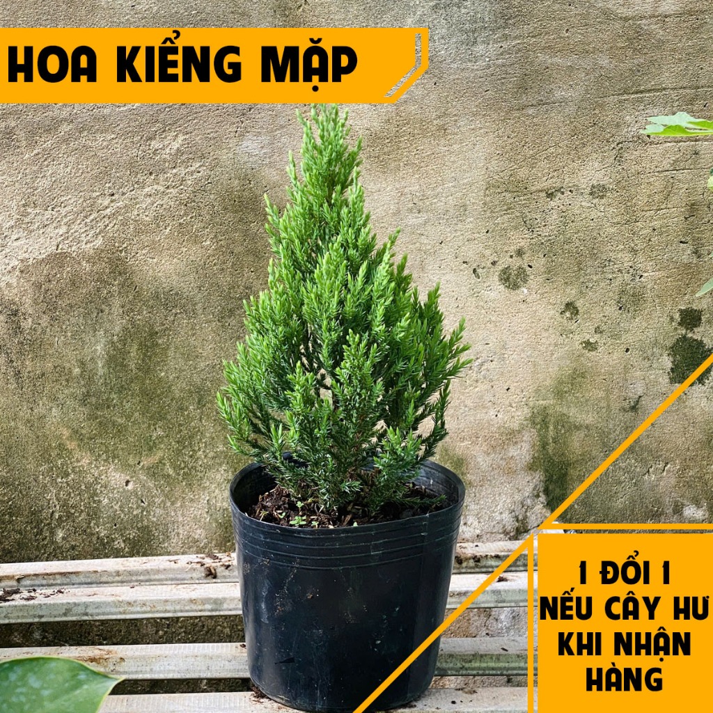 Chậu Sơn Tùng - Cao tổng thể tầm 20+ cm - Trang trí Noel! hoakiengmap ...