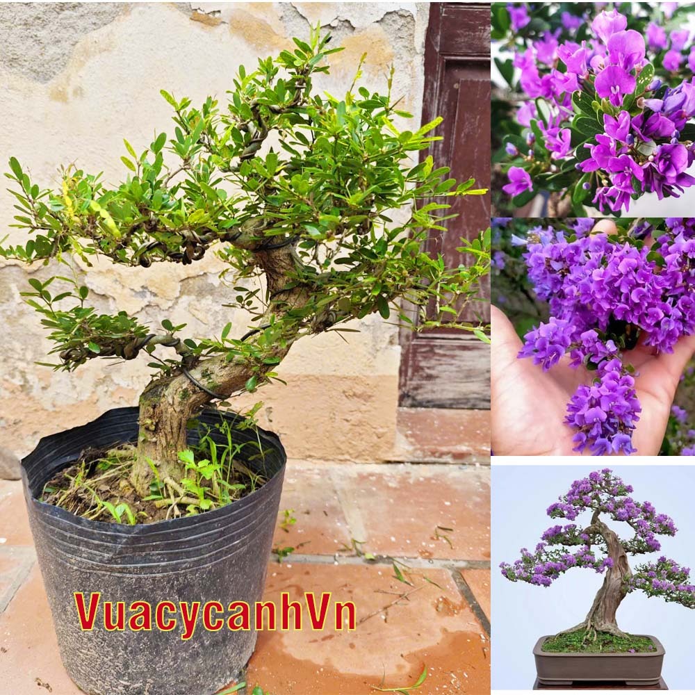 Cây Linh Sam bonsai ra hoa 4 mùa, linh sam bon sai đẹp, linh sam cổ ...