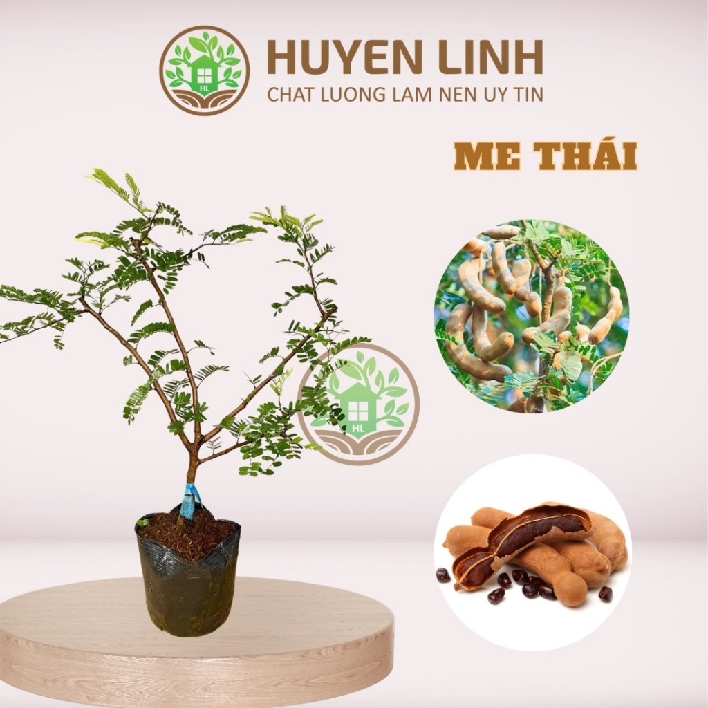Me Thái, Cây Chui Cành, Cao 50-60cm, Hỗ Trợ Kỹ Thuật Trồng, Huyen Linh ...