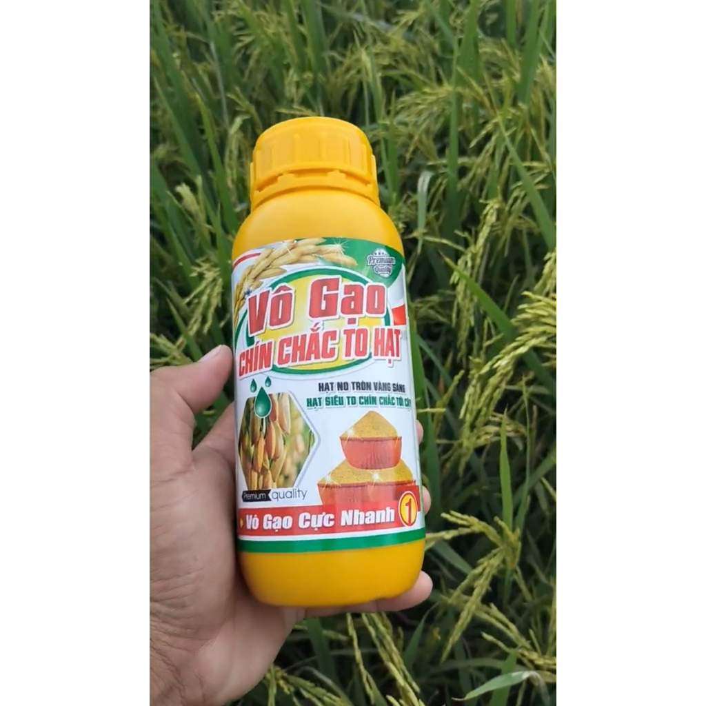 Vô gạo - Chín chắc - To hạt ( Agroplus Oganic A ) sử dụng 2 chai/ ha ...