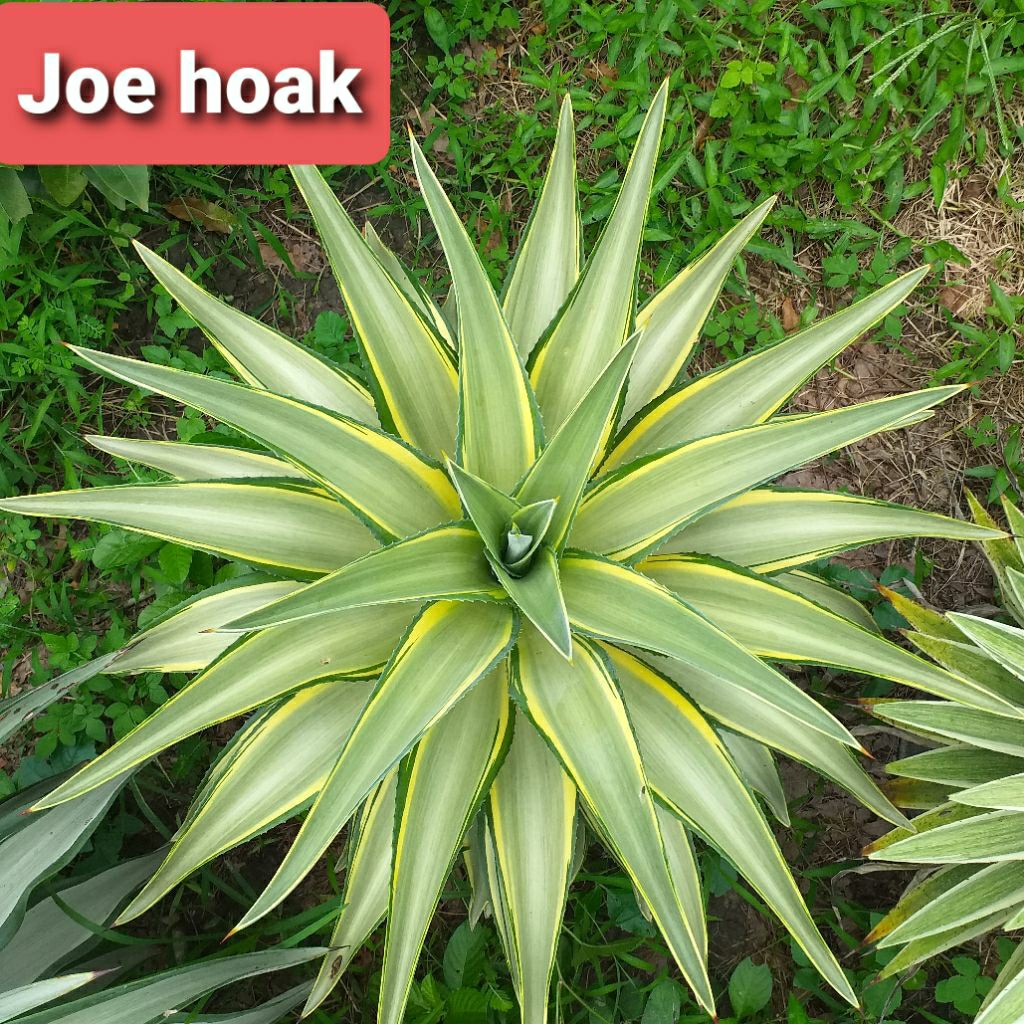 Cây Joe Hoak, Dứa Nam Mỹ Vàng (size 10-20cm). Trang trí nội ngoại cảnh ...