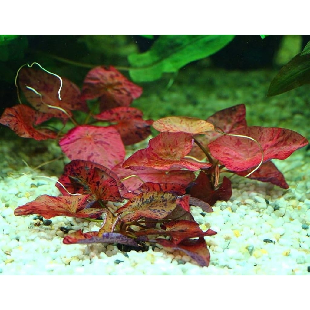 1 sen tiger đỏ xác pháo thủy sinh " red tiger lotus " | Shopee Việt Nam