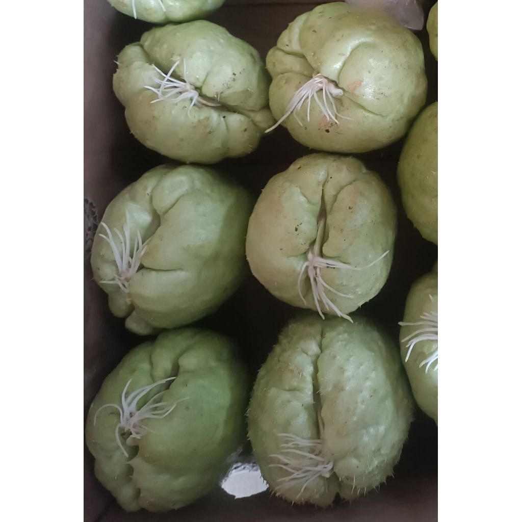 su su giống siêu trái giòn ngọt | Shopee Việt Nam