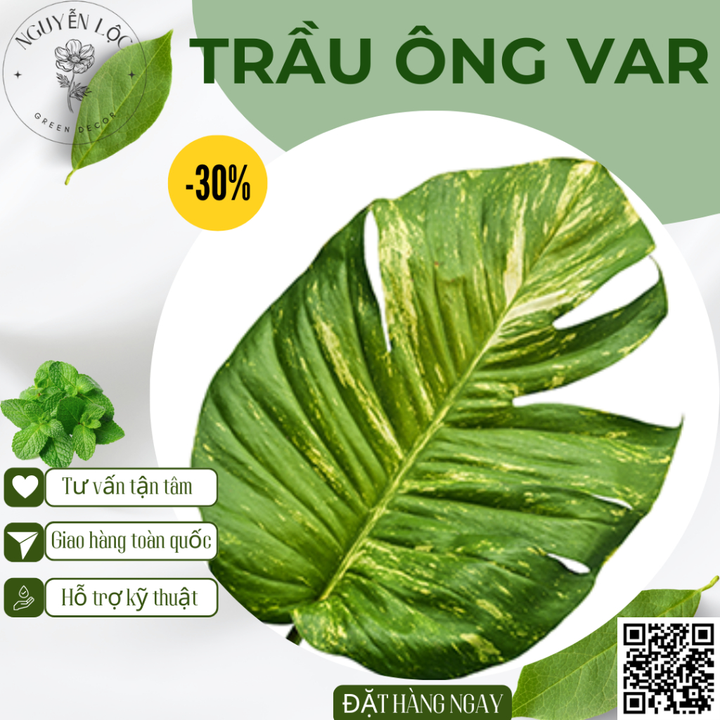 Chậu Decor Trầu Ông Cẩm Thach Lá Lớn – Góc Xanh Sang Trọng Cho Không ...