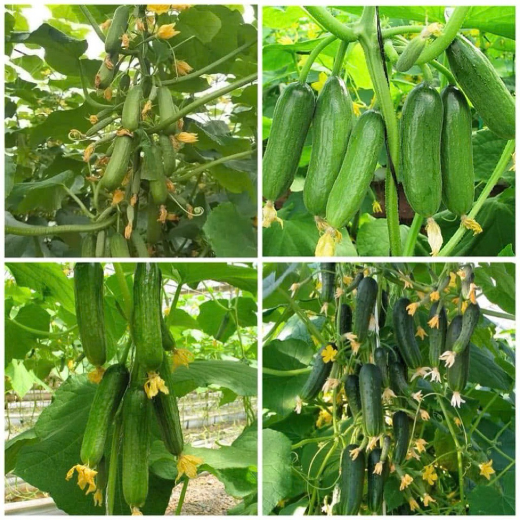 dưa chuột chùm st | Shopee Việt Nam