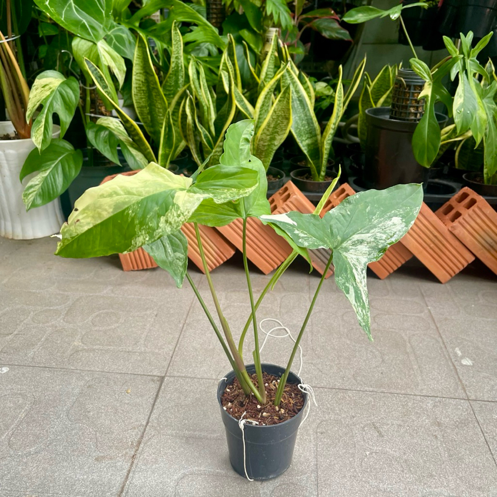 chậu cứng trầu Syngonium Podophyllum Albo | Shopee Việt Nam