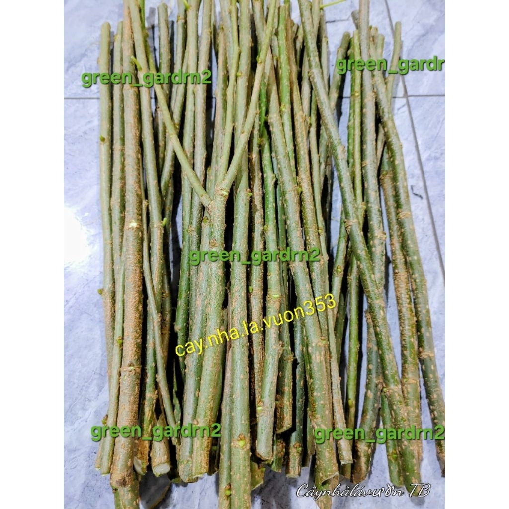 Combo 10 nhánh dâu tằm lá , nhánh giống để trồngnhánh gang tay | Shopee Việt Nam