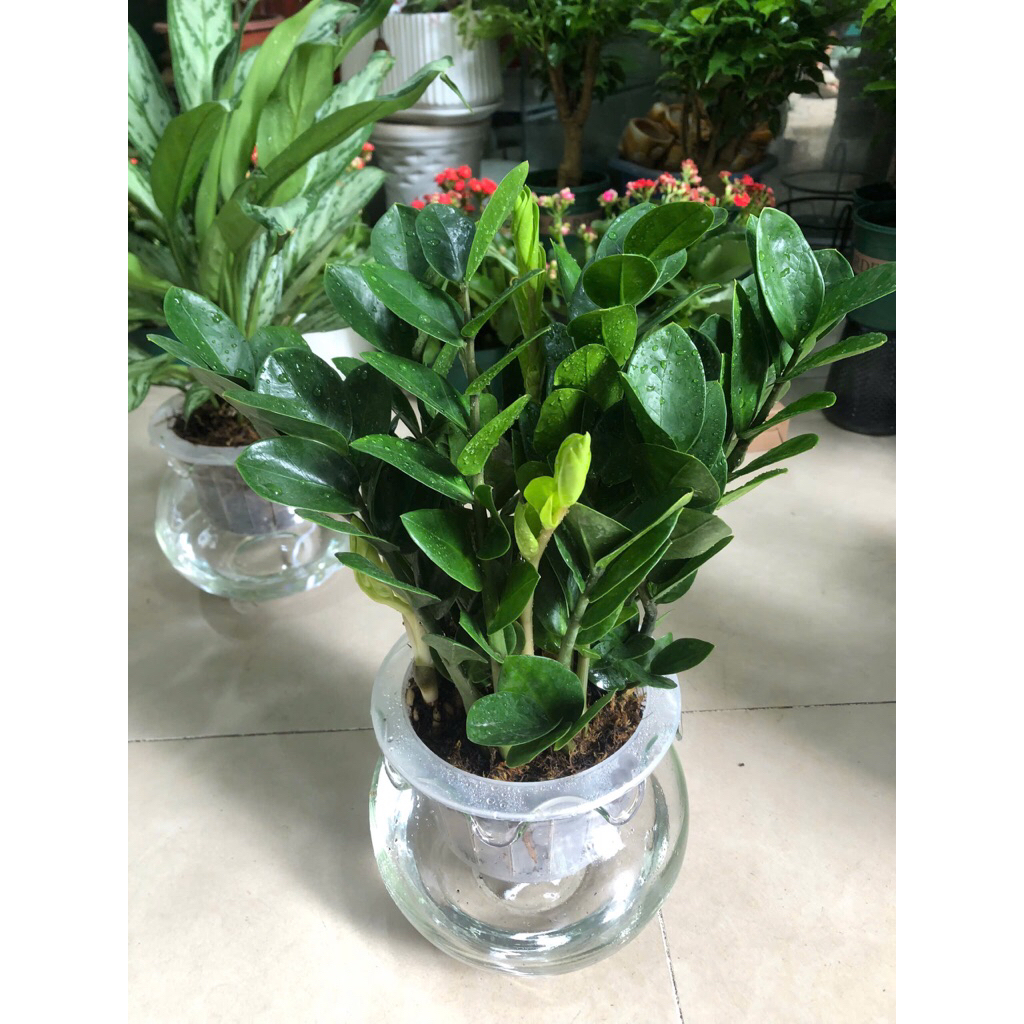 cây kim tiền thủy sinh | Shopee Việt Nam