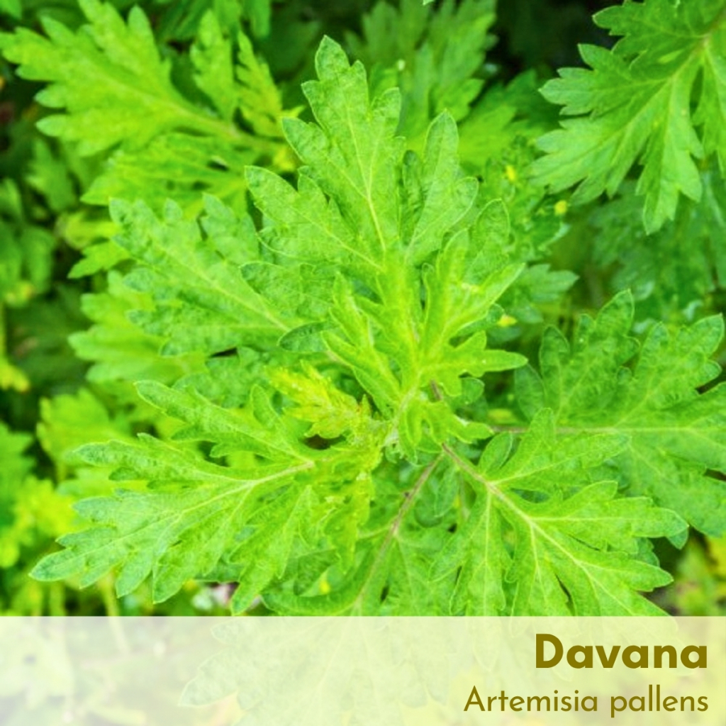 Tinh dầu Davana Essential Oil (Dhavanam) | Shopee Việt Nam