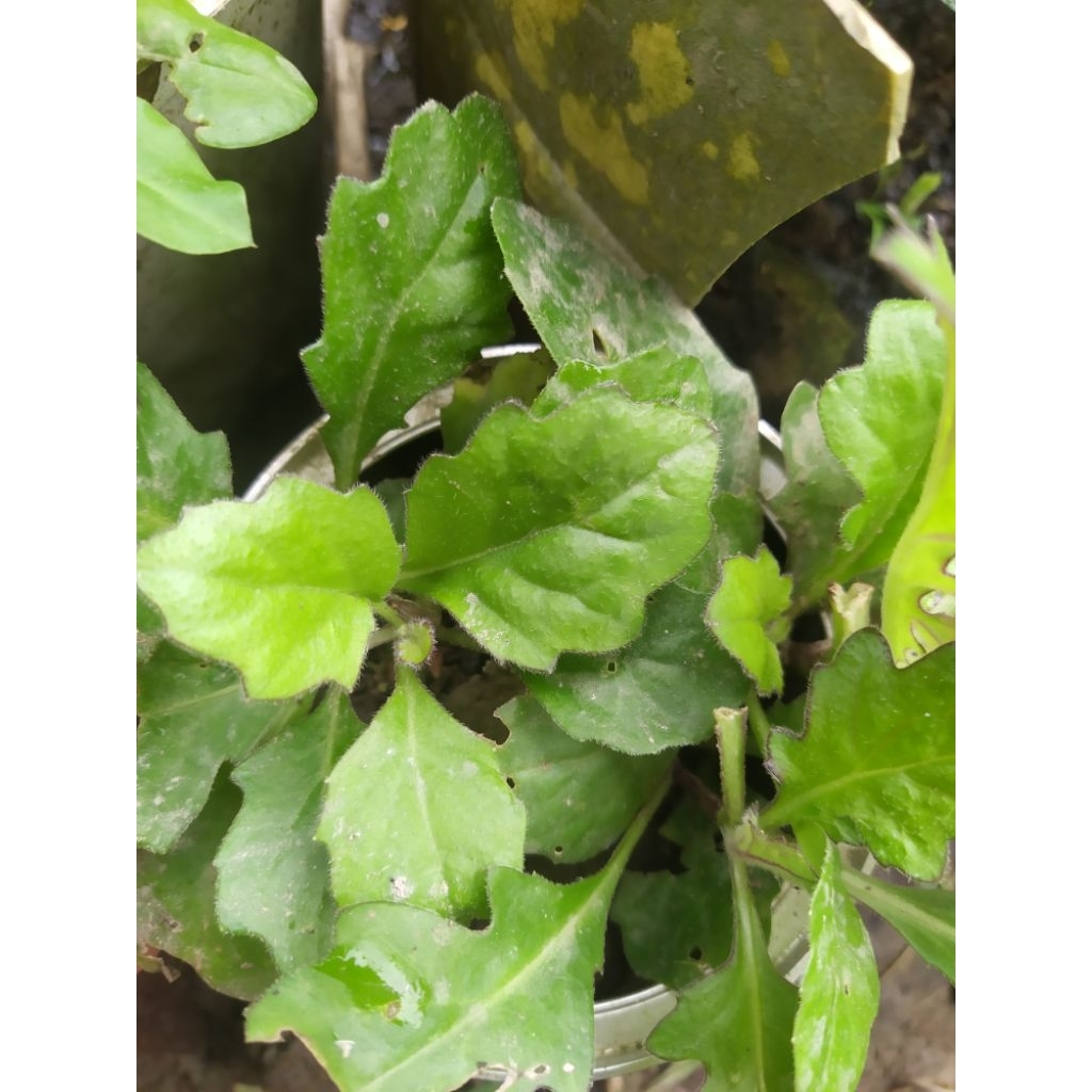 1chậu sâm cóc thông tiểu bí tiểu cao 10cm-15cm, 14k | Shopee Việt Nam