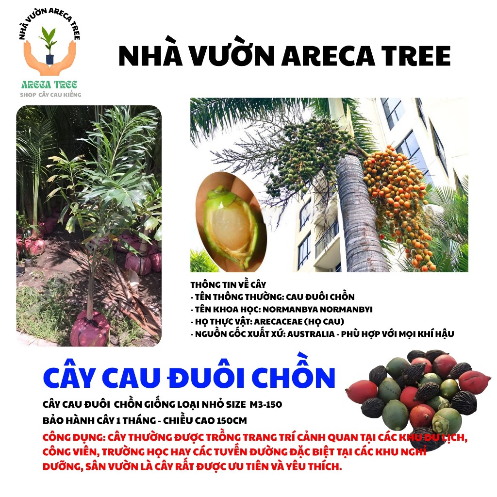 Cây Cau Đuôi Chồn Australia - Chiều cao 150-170cm - Giống cây thân cao ...